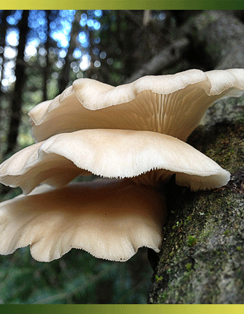 Le pleurote, le champignon à cultiver chez soi - Je cuisine mon potager